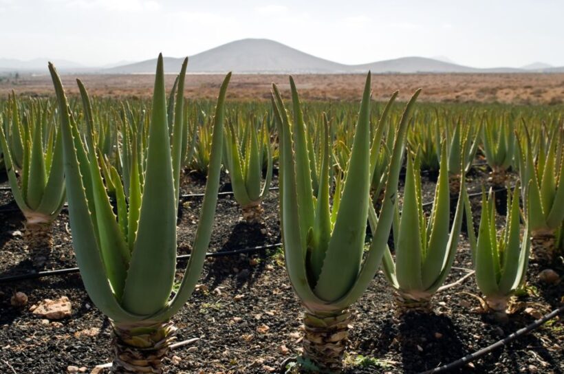 Fuerteventura: Discovery Tour - Potential Drawbacks