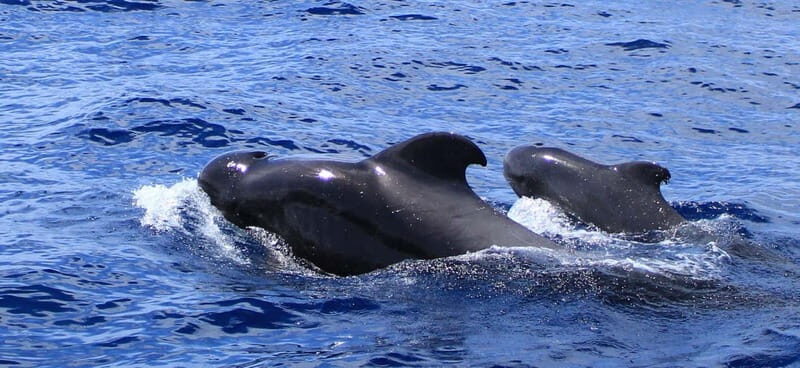 Fuerteventura: Dolphin watching and Lobo Island Combo Cruise - Introduction
