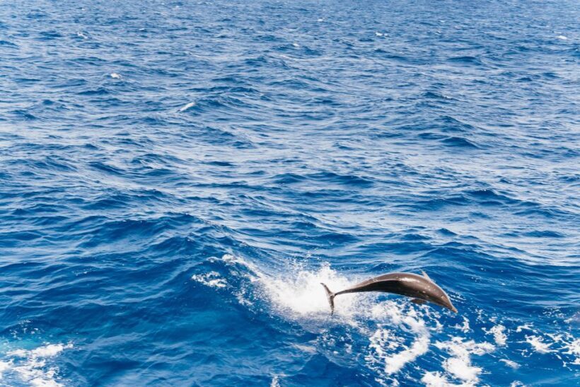 Fuerteventura: Glass Bottom Boat Cruise with Lunch & Drinks - Who Will Love This Experience?