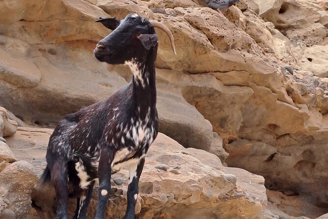 Fuerteventura: Guided VIP Highlights ISLAND TOUR Max 8 People - Frequently Asked Questions