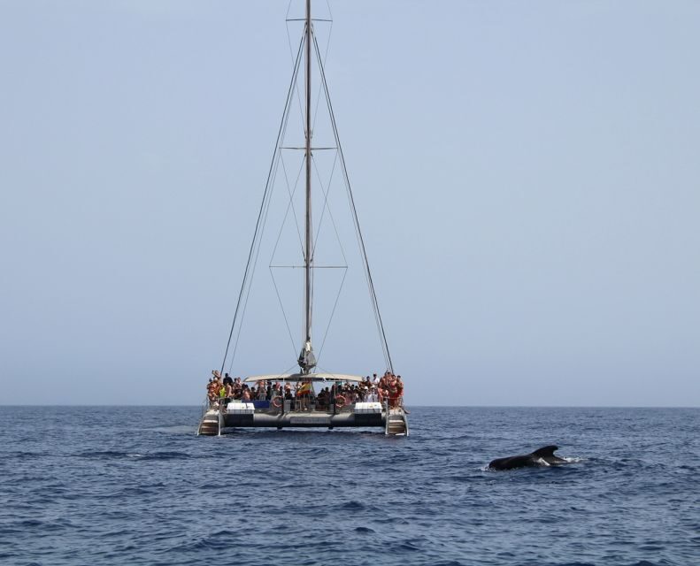 Fuerteventura: Magic Catamaran Trip with Food and Drinks - Practical Tips for Your Trip