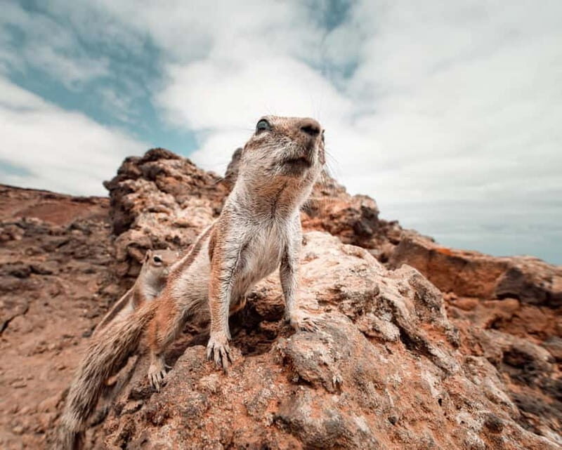 Fuerteventura: Northern Photographic Tour in Small Group (max. 6 people) - Transportation and Comfort