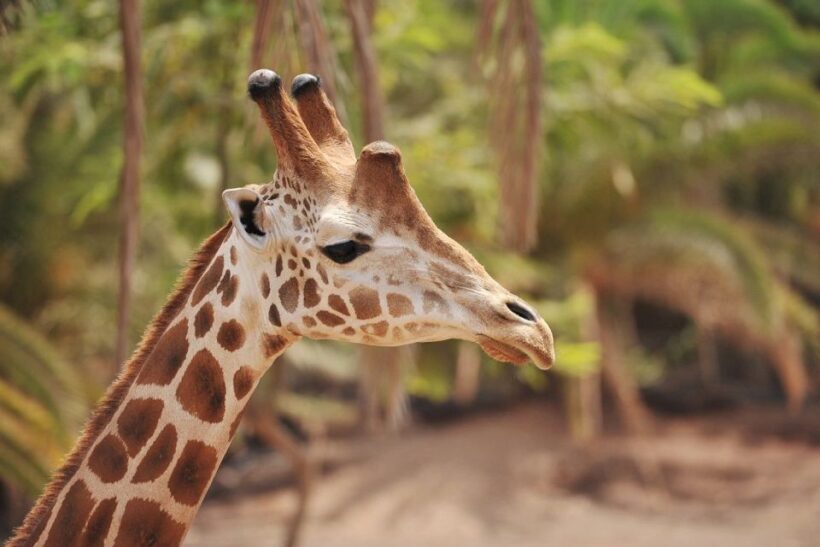 Fuerteventura: Oasis Wildlife Entry Ticket - Discovering Oasis Wildlife Fuerteventura: A Detailed Review