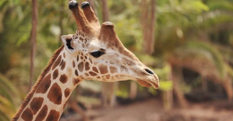 Fuerteventura: Oasis Wildlife Entry Ticket - Key Points