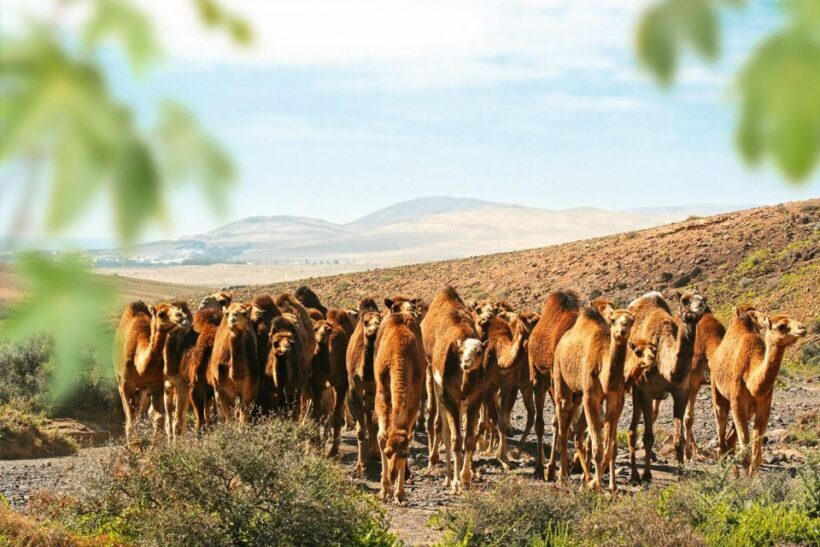 Fuerteventura: Oasis Wildlife Entry Ticket - Practical Details and Tips