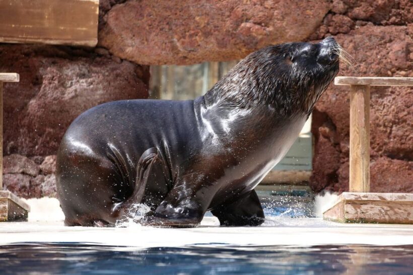 Fuerteventura: Oasis Wildlife Entry Ticket - Authentic Experiences Drawn from Visitor Reviews