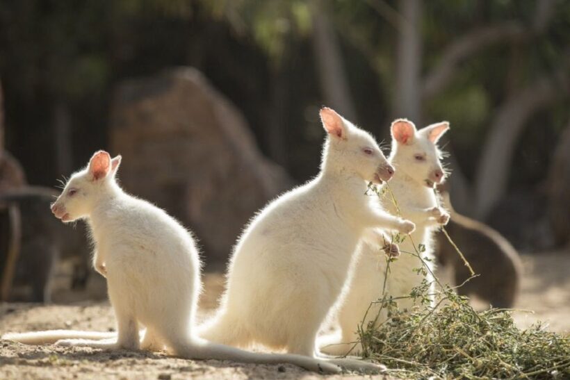 Fuerteventura: Oasis Wildlife Entry Ticket - Who Will Love Oasis Wildlife?