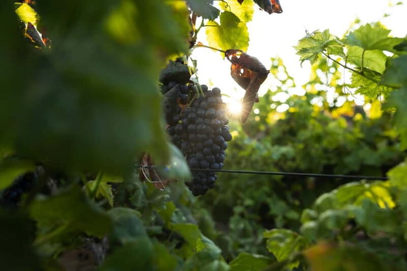 Fuerteventura: Tour & tasting at Conatvs Winery - Practical Details and Value
