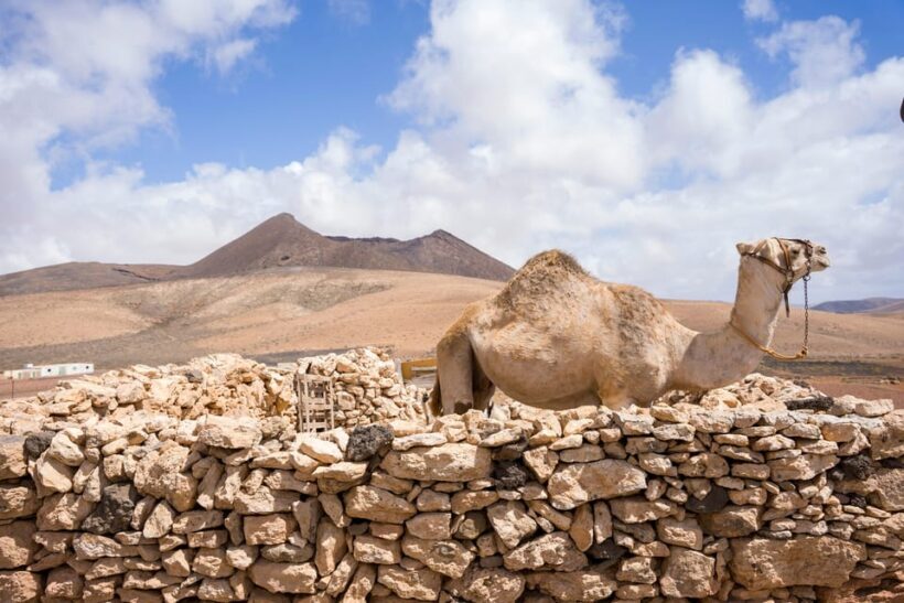 Fuerteventura: volcanic hike to the crater edge - FAQ