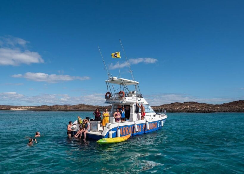 Fuerteventura: Whale & Dolphin Watching Boat Tour with Guide - Key Points