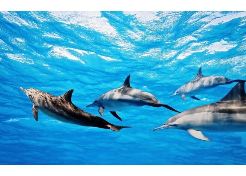 Fuerteventura: Whale & Dolphin Watching Boat Tour with Guide - An Overview of the Experience