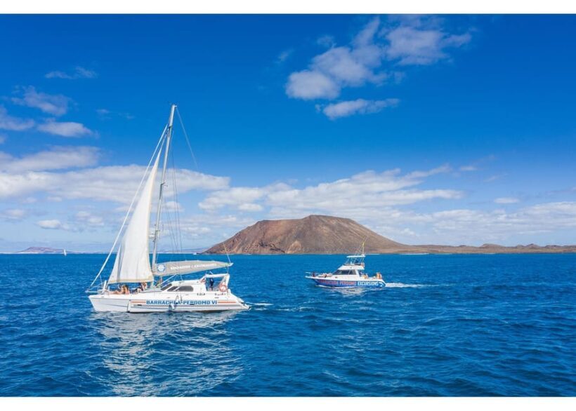 Fuerteventura: Whale & Dolphin Watching Boat Tour with Guide - Wildlife Encounters: What You Might See