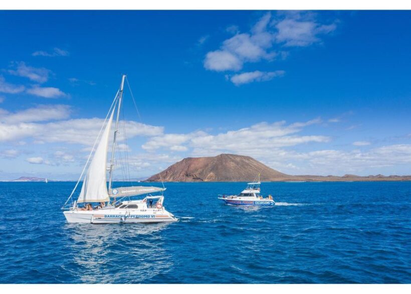 Fuerteventura: Whale & Dolphin Watching Boat Tour with Guide - Pricing and Value