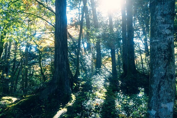 Fuji Photo Tour - Inclusions and Accessibility