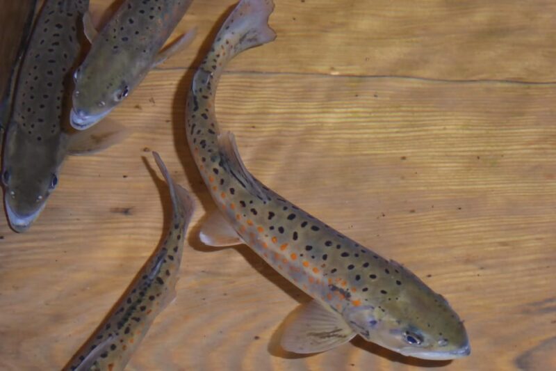 Fujieda: Suisha-mura Traditional Japanese Cooking Experience - Participant Guidelines and Recommendations