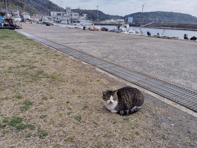 Fukuoka: Cat Island, Ainoshima Guided Tour with Ferry Ride - Key Points