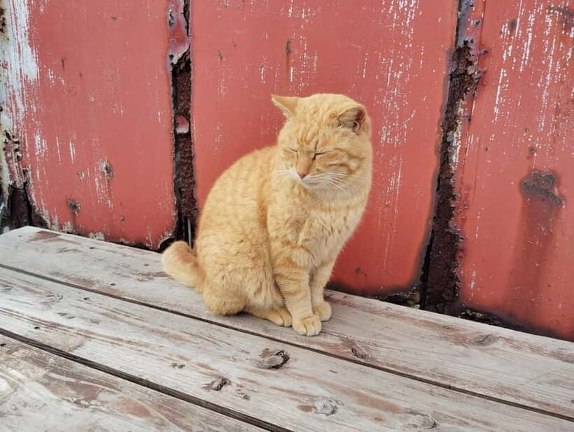 Fukuoka: Cat Island, Ainoshima Guided Tour with Ferry Ride - An In-Depth Look at the Ainoshima Cat Island Tour