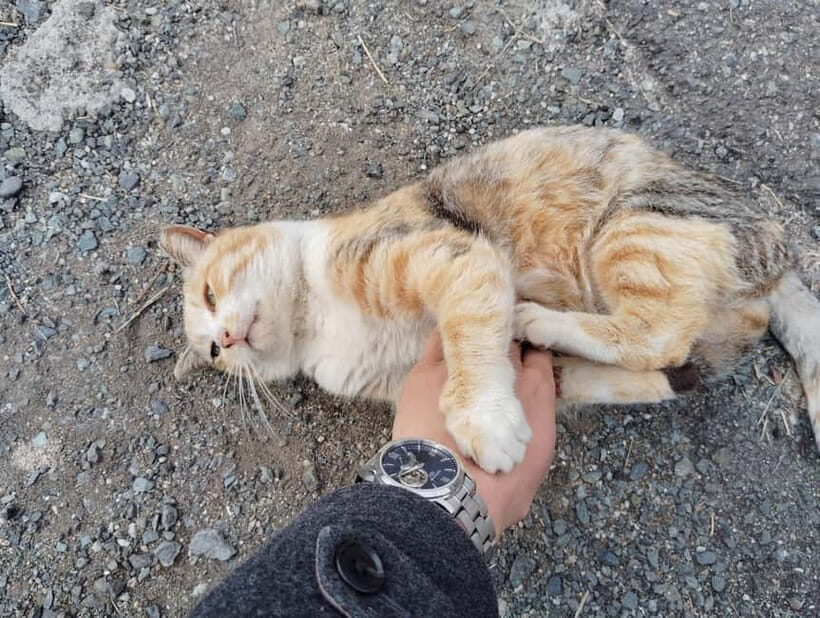 Fukuoka: Cat Island, Ainoshima Guided Tour with Ferry Ride - Final Thoughts
