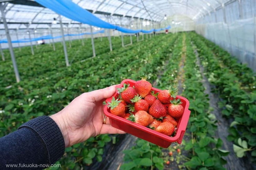 Fukuoka: Private Farm Experience with Lunch - A Genuine Dive into Japanese Rural Life