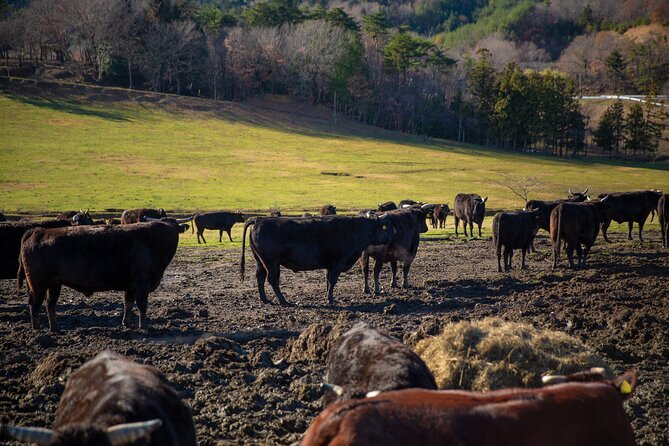 Fukushima Daiichi Nuclear Power Plant Visit 2 Day Tour - Booking Confirmation and Cancellation Policy