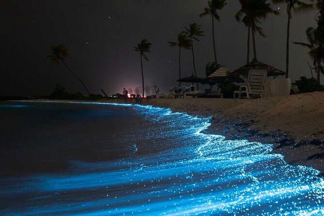 Full Clear Kayak Bioluminescent Experience Vieques, Puerto Rico - What to Expect During the Tour