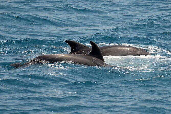 Full Day 3-Island Boat Cruise from Port of Kos - Pricing and Value