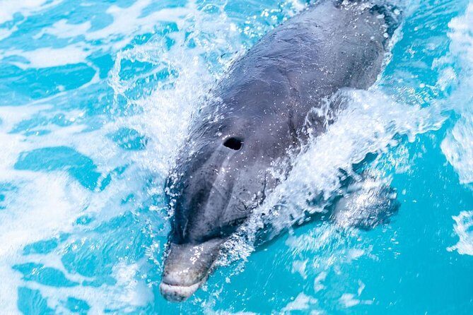 Full day 7hours- beach bbq, snorkel, Iguana island, half moon bay pine cay, Fun! - An Overview of the Experience