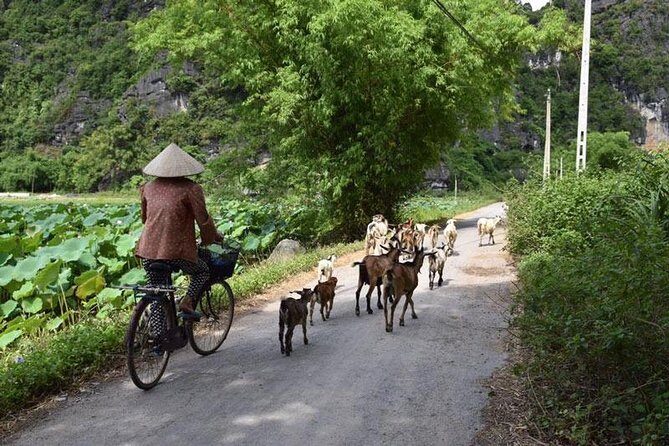 Full-day admire Bai Dinh - Trang An, EPIC landscape of Vietnam | ALL-INCLUDED - Final Thoughts