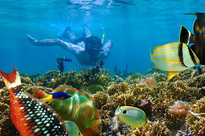 Full-Day Adventure: 4x4 Experience, Snorkeling Cruise, Sharks & Rays - Who Is This Tour Best For?