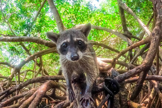 Full Day Adventure Isla Barú + Mangroves + Snorkeling + Bioluminescent Plankton - Inclusions and Amenities