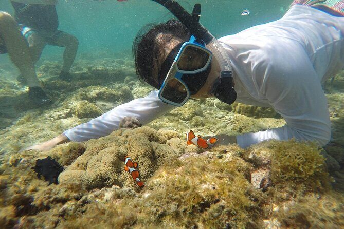 Full Day Apo Island Tour from Dumaguete - Introduction: What to Expect from a Full Day on Apo Island