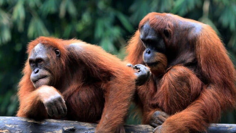 Full Day At Sepilok Orangutan, Sun Bear & Sandakan City Tour - Scenic Relaxation at the English Tea House