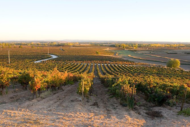 Full Day at the Winery, Visit, Tasting, Aperitif and Lunch - Accessibility and Participation