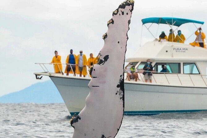 Full Day Bacardi Whale Watching - End Season March 30th - An In-Depth Look at the Tour Experience