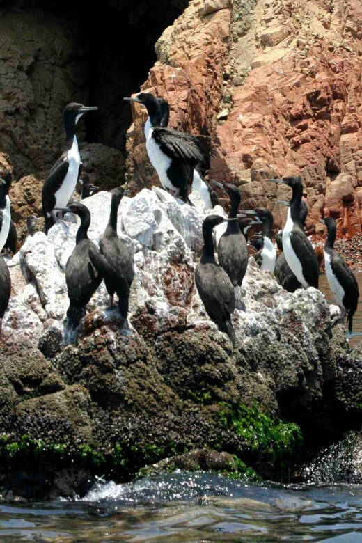 Full Day | Ballestas Islands - Key Points