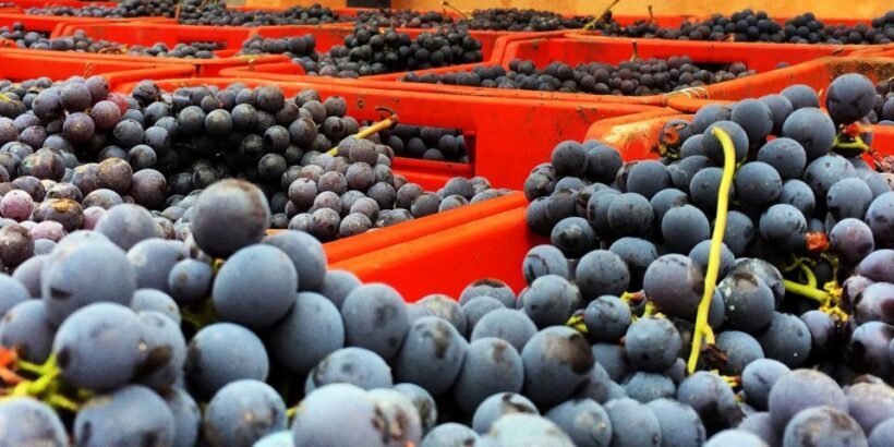 Full-Day Barbaresco Wine Tour with Truffle Hunting and Lunch - FAQ