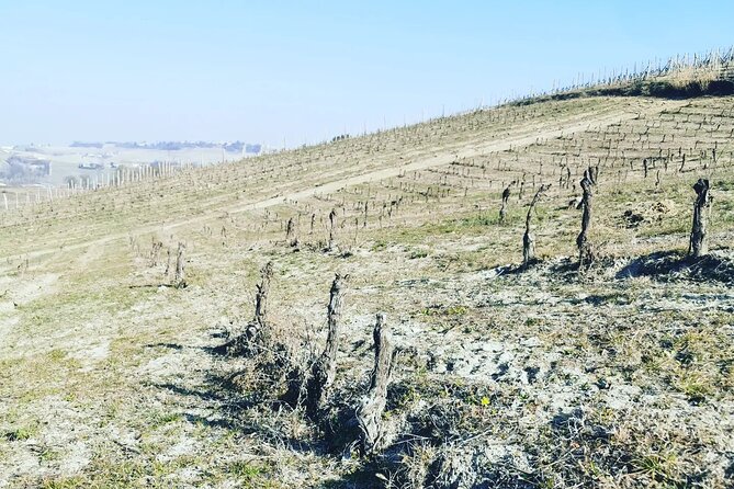 Full Day Barolo&Barbaresco Wine Tour From Milano With a Local Winemaker - Accessibility & Additional Information