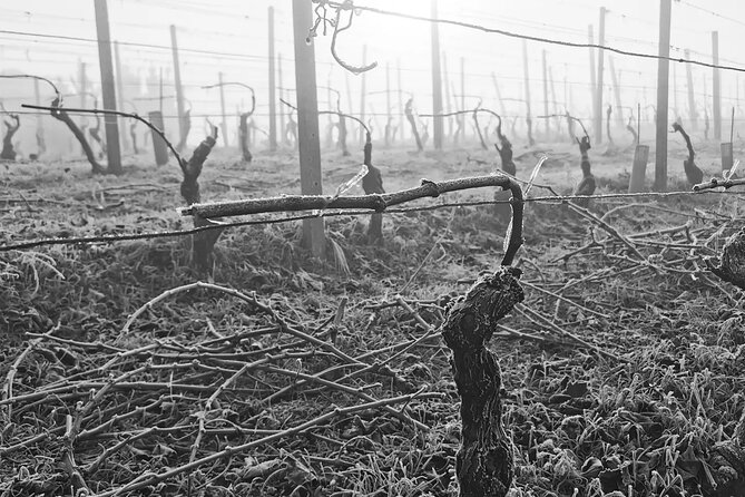 Full Day Barolo&Barbaresco Wine Tour From Milano With a Local Winemaker - Booking & Pricing