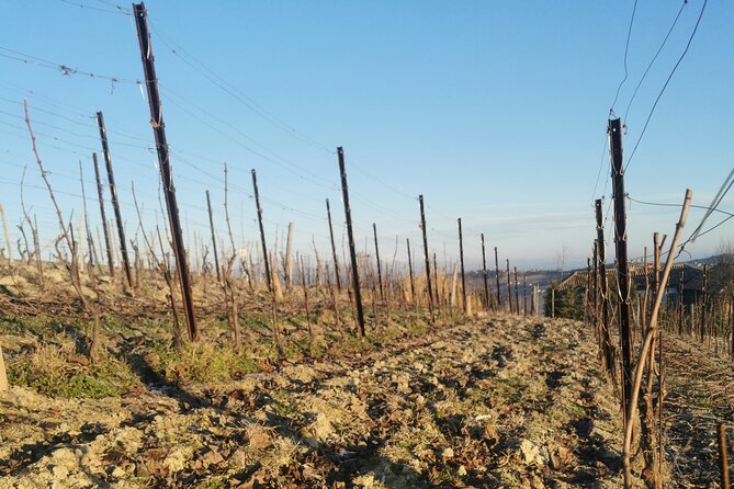 Full Day Barolo&Barbaresco Wine Tour From Milano With a Local Winemaker - Highlights of the Tour