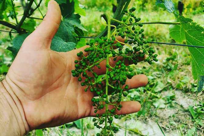 Full Day Barolo&Barbaresco Wine Tour From Torino With a Local Winemaker - Dining and Culinary Experience