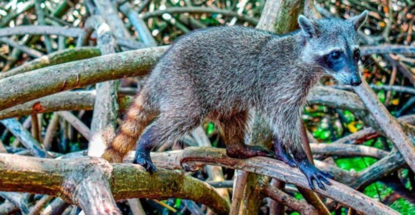 Full Day Barú island: Mangrove +Snorkel + Sunset + Plankton - Mangrove Tour and Raccoon Encounters