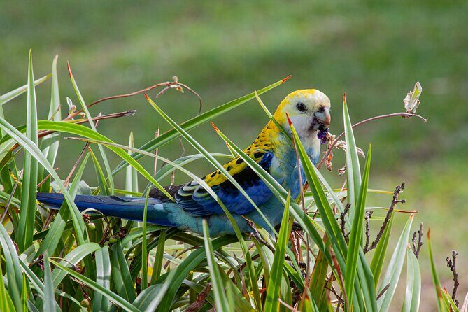 Full Day Birdlife Tour in Bribie Island - FAQ