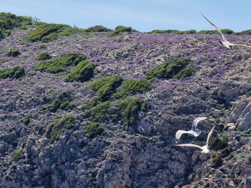 Full day boat-trip Medulin, blue Cave, Cres + dolphin search - Why This Tour Is Worth Considering