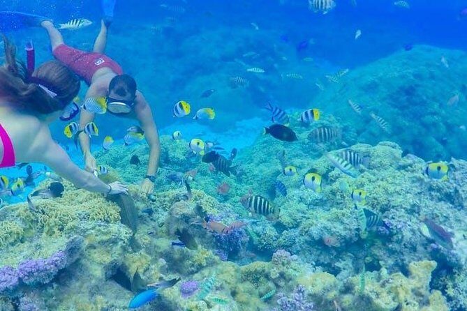 Full-Day Bora Bora Lagoon Cruise Including Snorkeling with Sharks and Stingrays - A Closer Look at the Bora Bora Lagoon Cruise