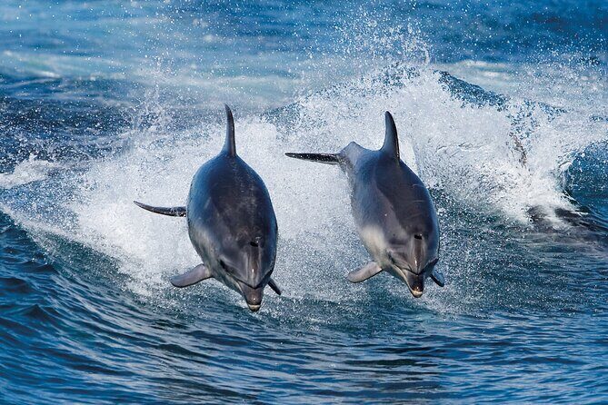 Full-Day Bruny Island Cruises Day Tour from Hobart - Introduction