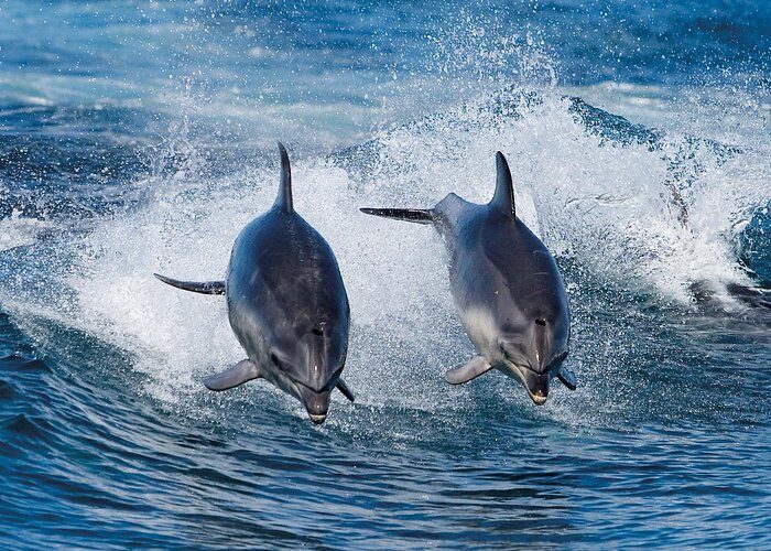 Full-Day Bruny Island Cruises Day Tour from Hobart - Who Should Consider This Tour?