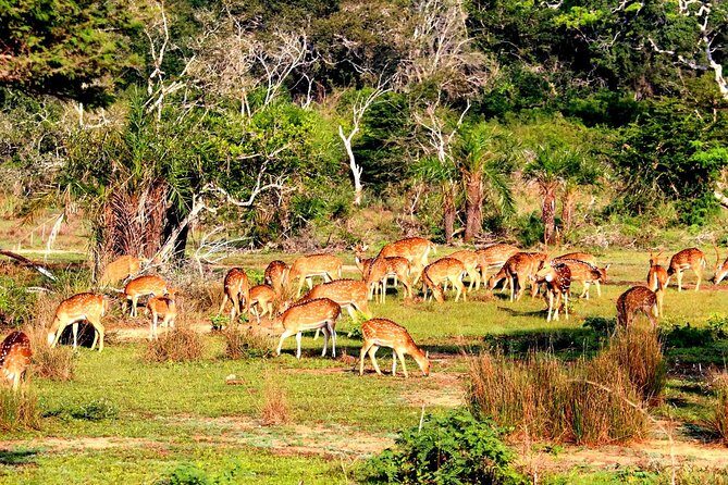 Full Day Bundala Safari with Picnic Lunch from Hambantota Harbour - Introduction to the Safari Experience