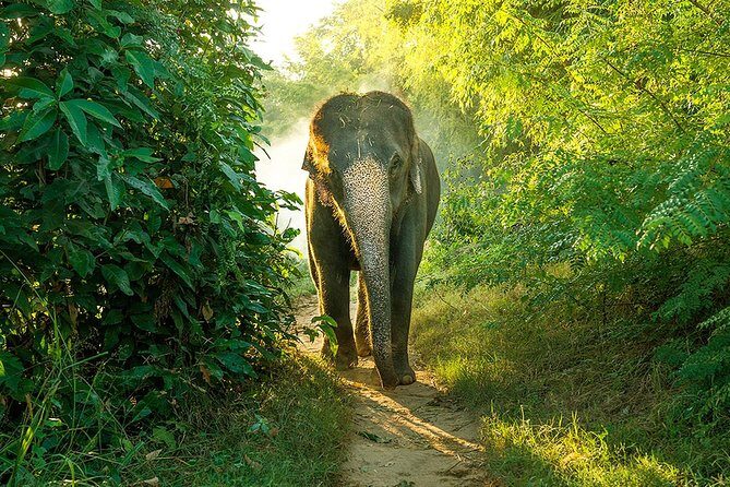 Full Day Bundala Safari with Picnic Lunch from Hambantota Harbour - FAQs
