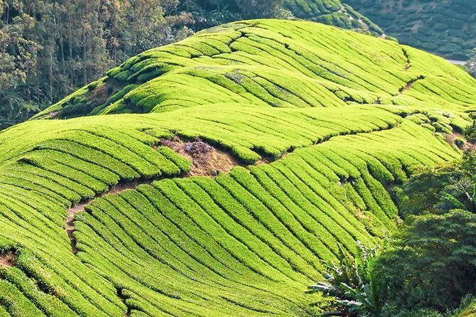 Full-day Cameron Highlands & Batu Caves Tour from Kuala Lumpur - A Practical Breakdown of the Itinerary