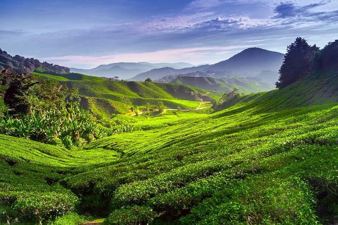 Full-day Cameron Highlands Day Trip from Kuala Lumpur - An In-Depth Look at the Itinerary